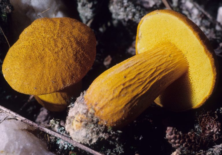 Aureoboletus auriflammeus (“Flaming Gold Bolete”) | The Bolete Filter