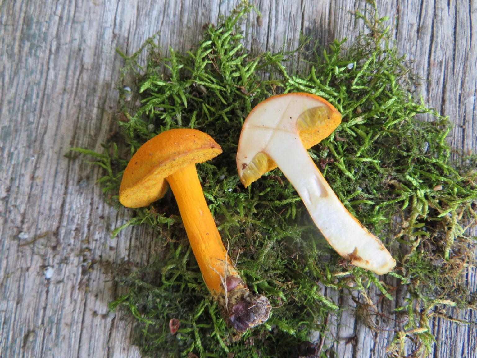 Aureoboletus auriflammeus (“Flaming Gold Bolete”) | The Bolete Filter