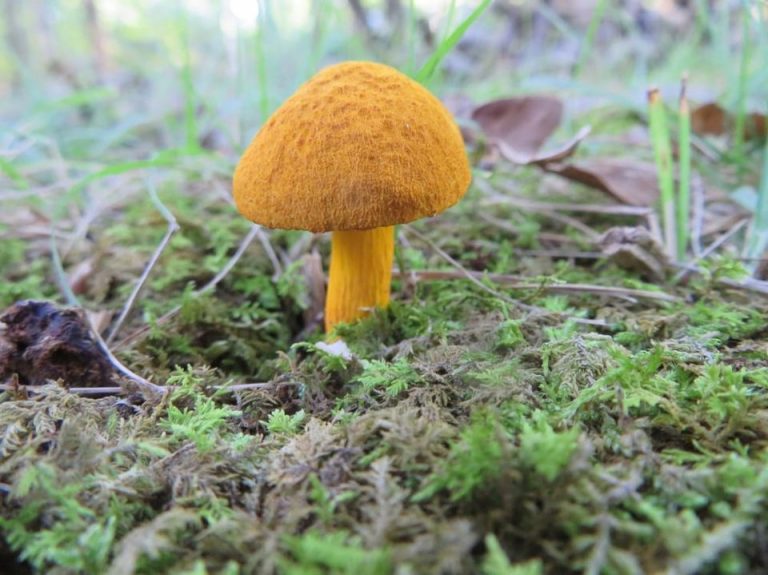 Aureoboletus auriflammeus (“Flaming Gold Bolete”) | The Bolete Filter
