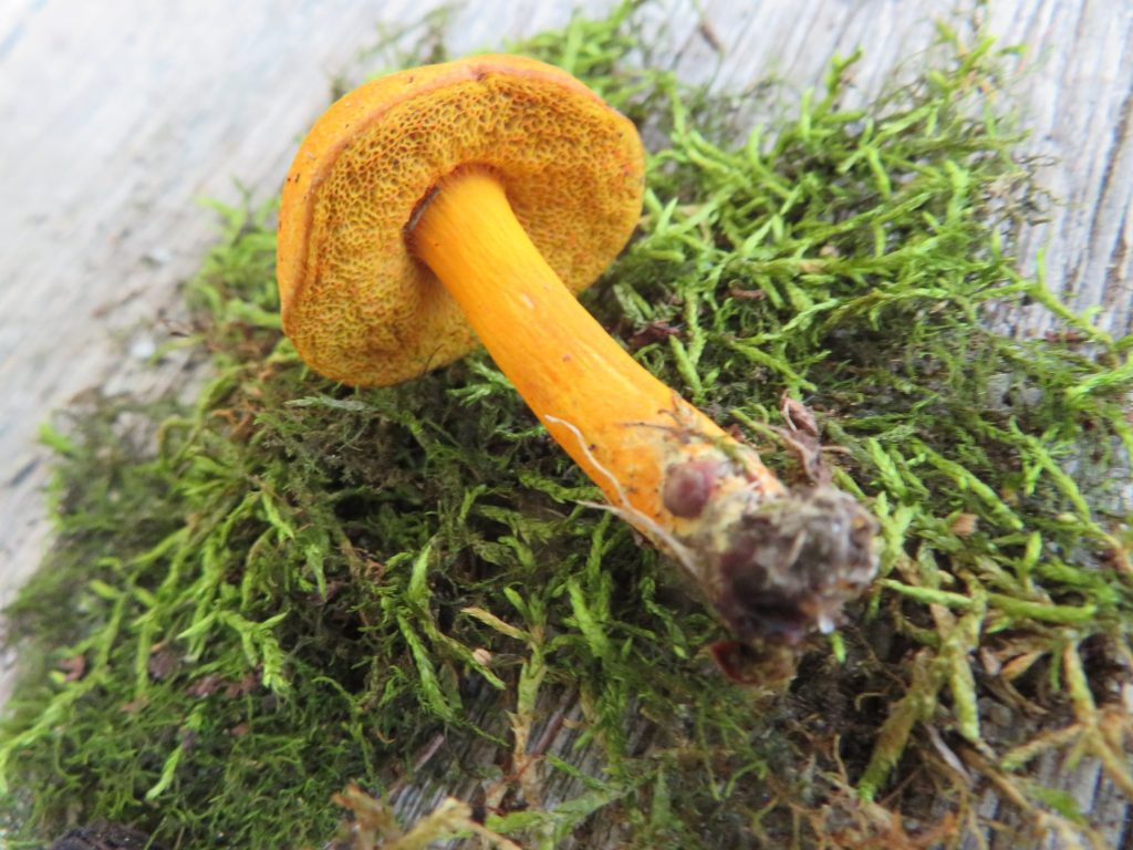 Aureoboletus auriflammeus (“Flaming Gold Bolete”) | The Bolete Filter