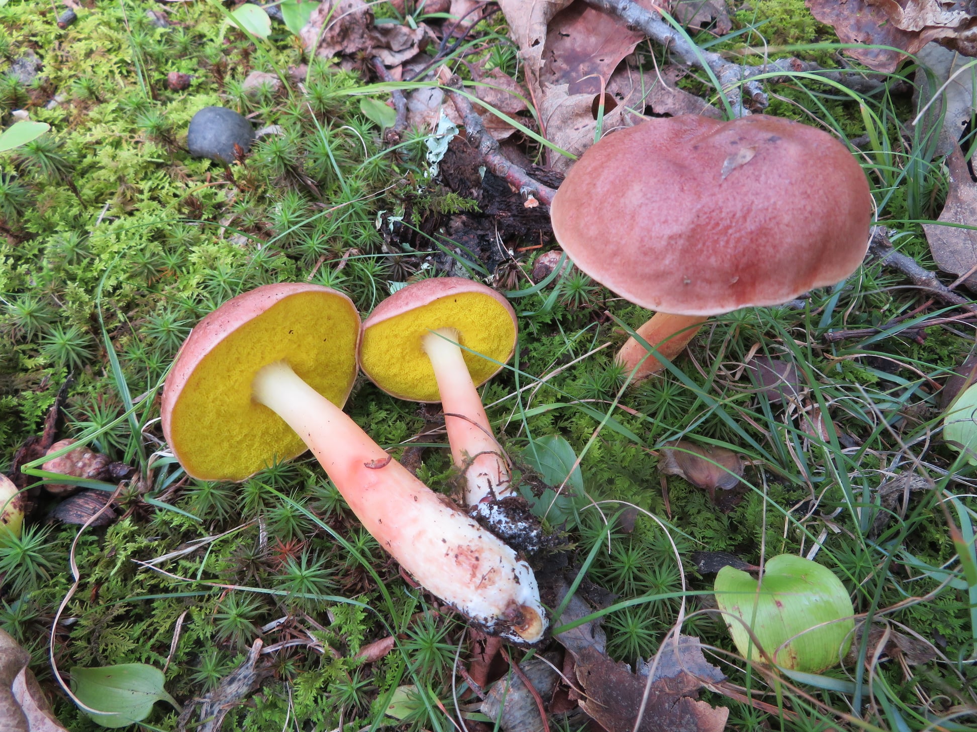 Aureoboletus auriporus (“Sour Gold-Pored Bolete”) | The Bolete Filter