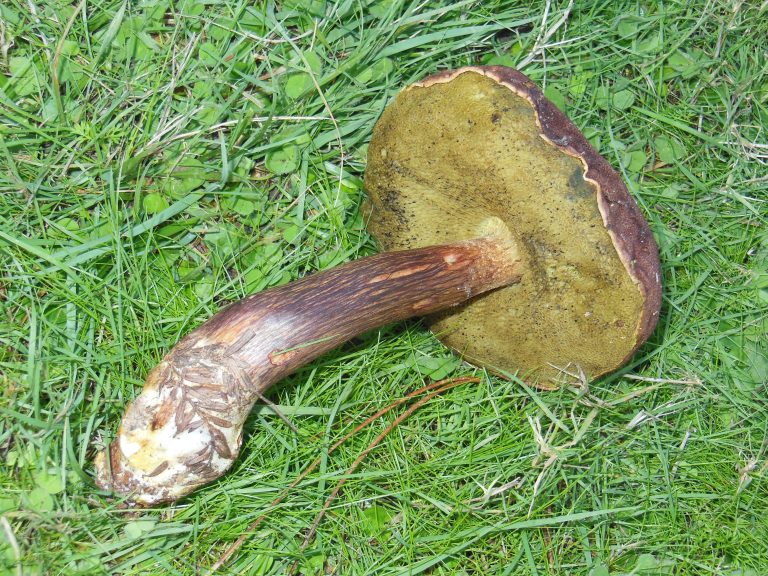Aureoboletus mirabilis (“Admirable Bolete”) | The Bolete Filter