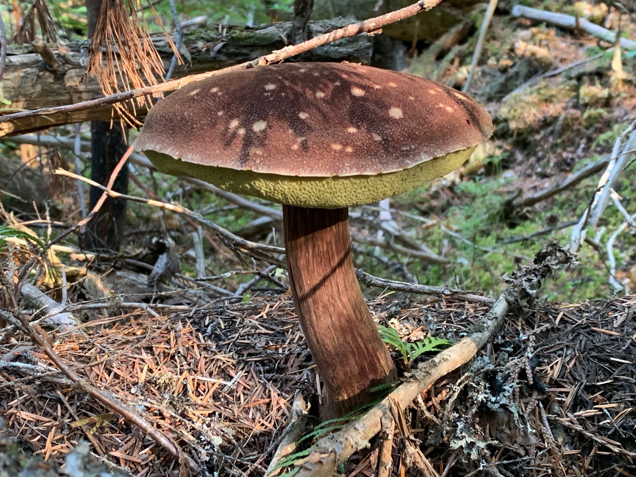 Aureoboletus mirabilis (“Admirable Bolete”) | The Bolete Filter