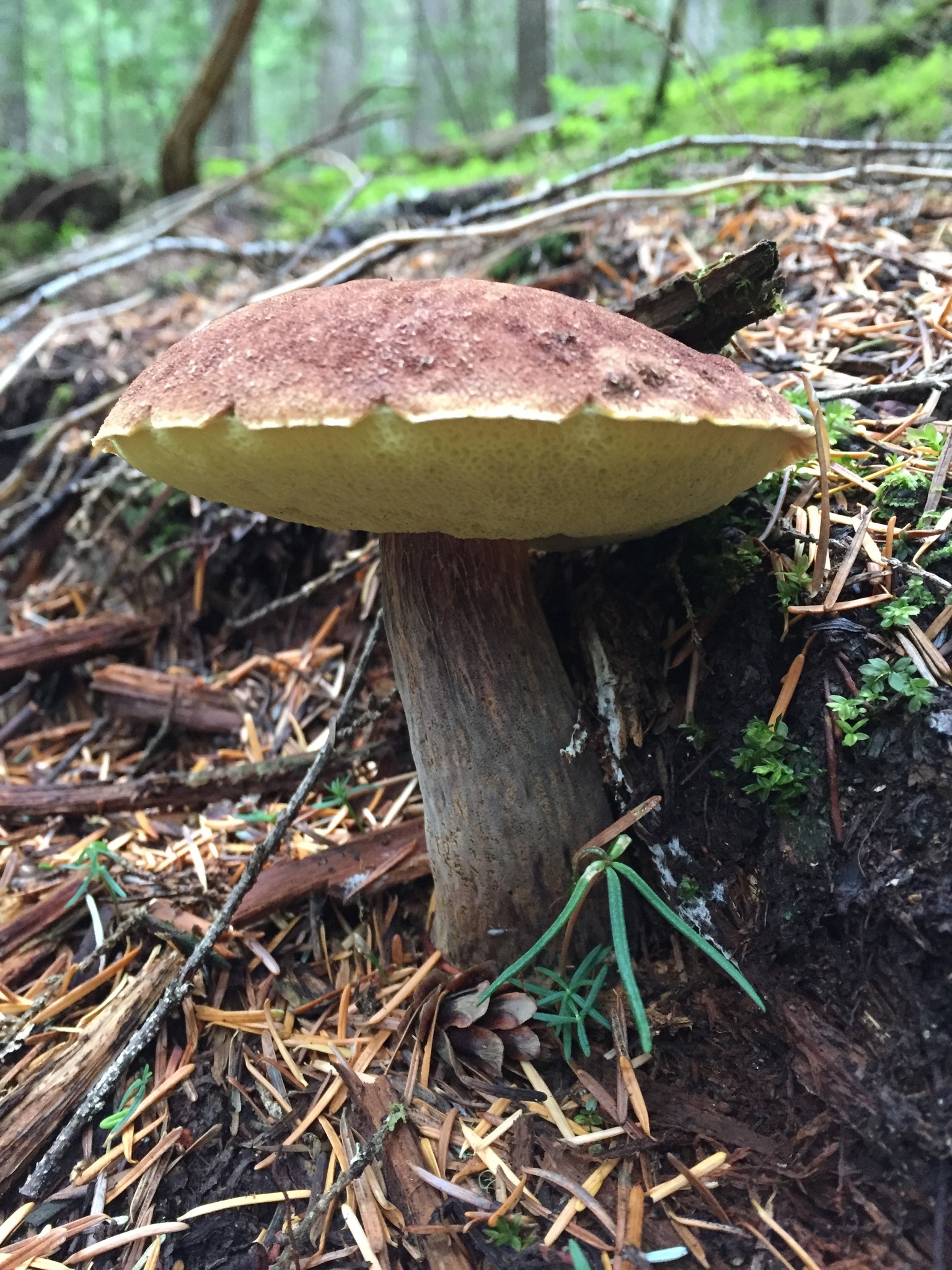 Aureoboletus mirabilis (“Admirable Bolete”) | The Bolete Filter