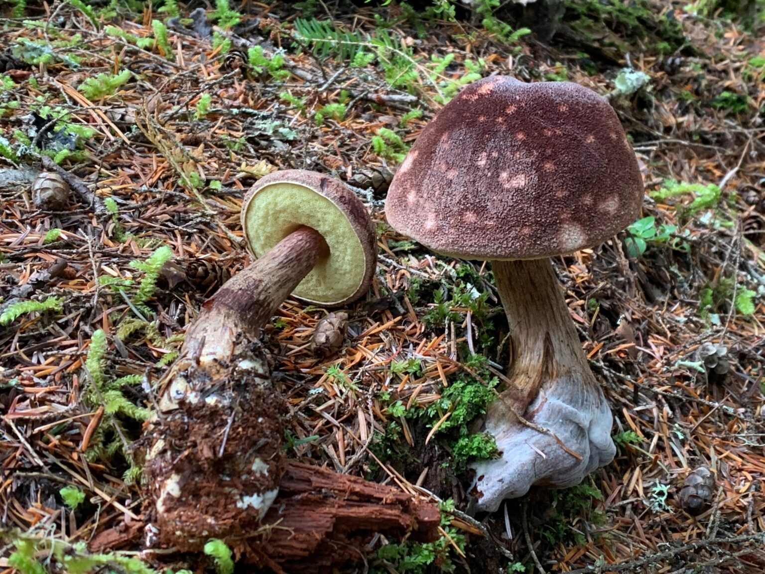 Aureoboletus mirabilis (“Admirable Bolete”) | The Bolete Filter