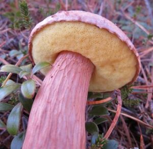 Aureoboletus projectellus | The Bolete Filter