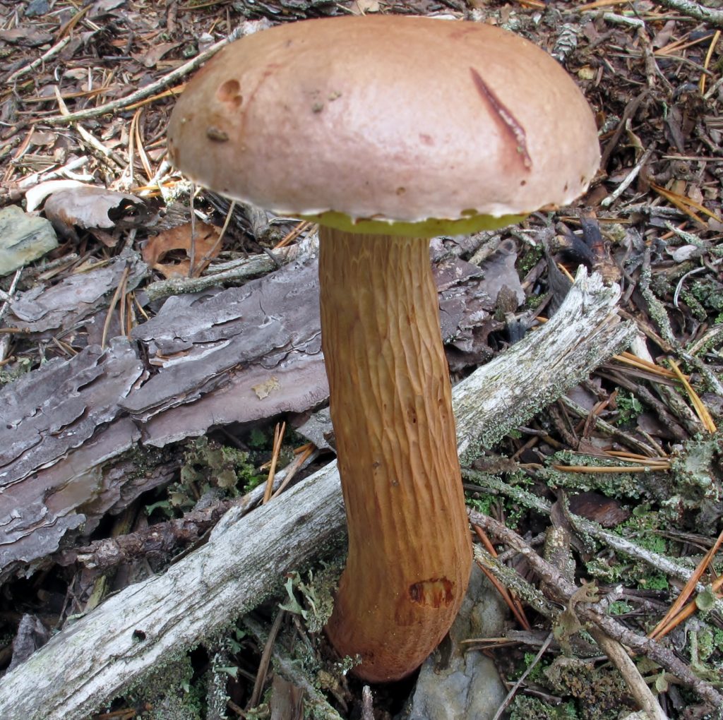 Aureoboletus projectellus | The Bolete Filter