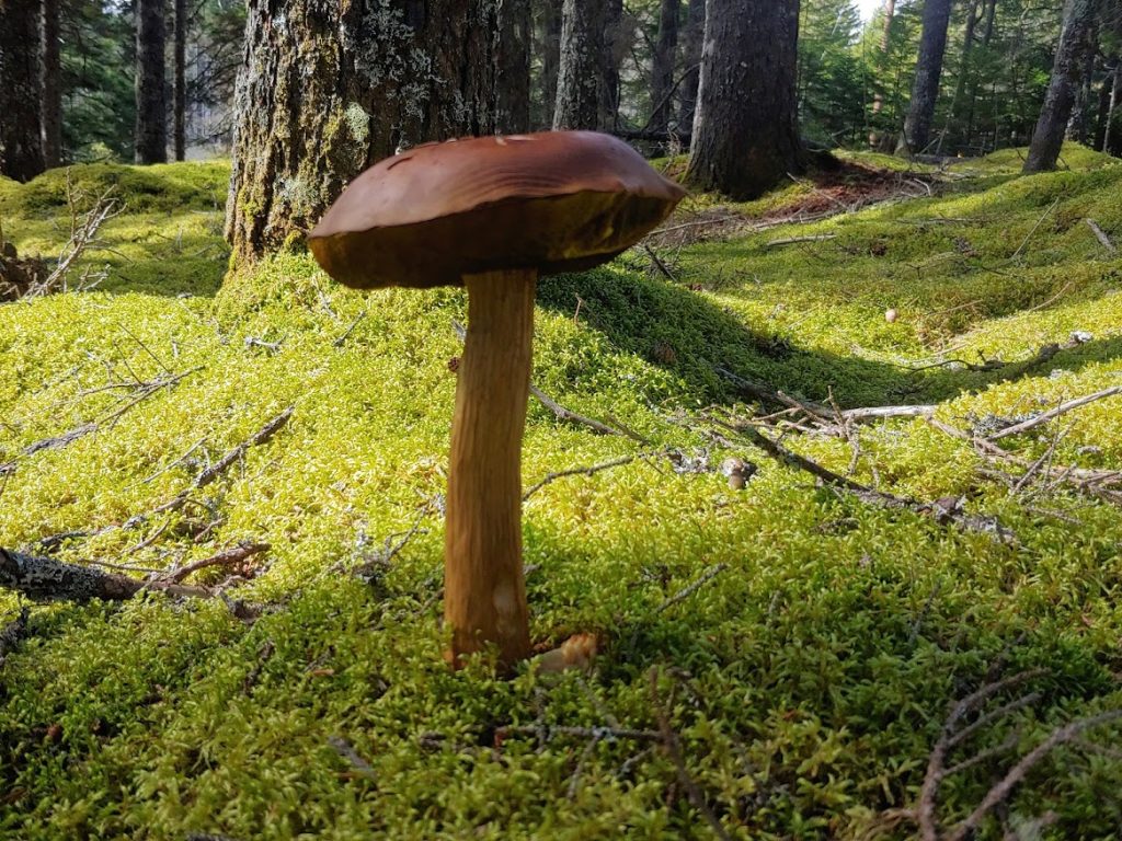 Aureoboletus projectellus | The Bolete Filter