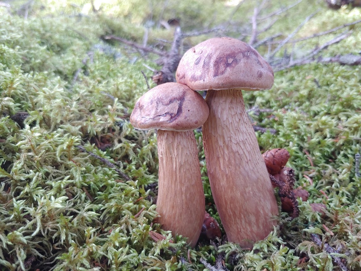 Aureoboletus projectellus | The Bolete Filter
