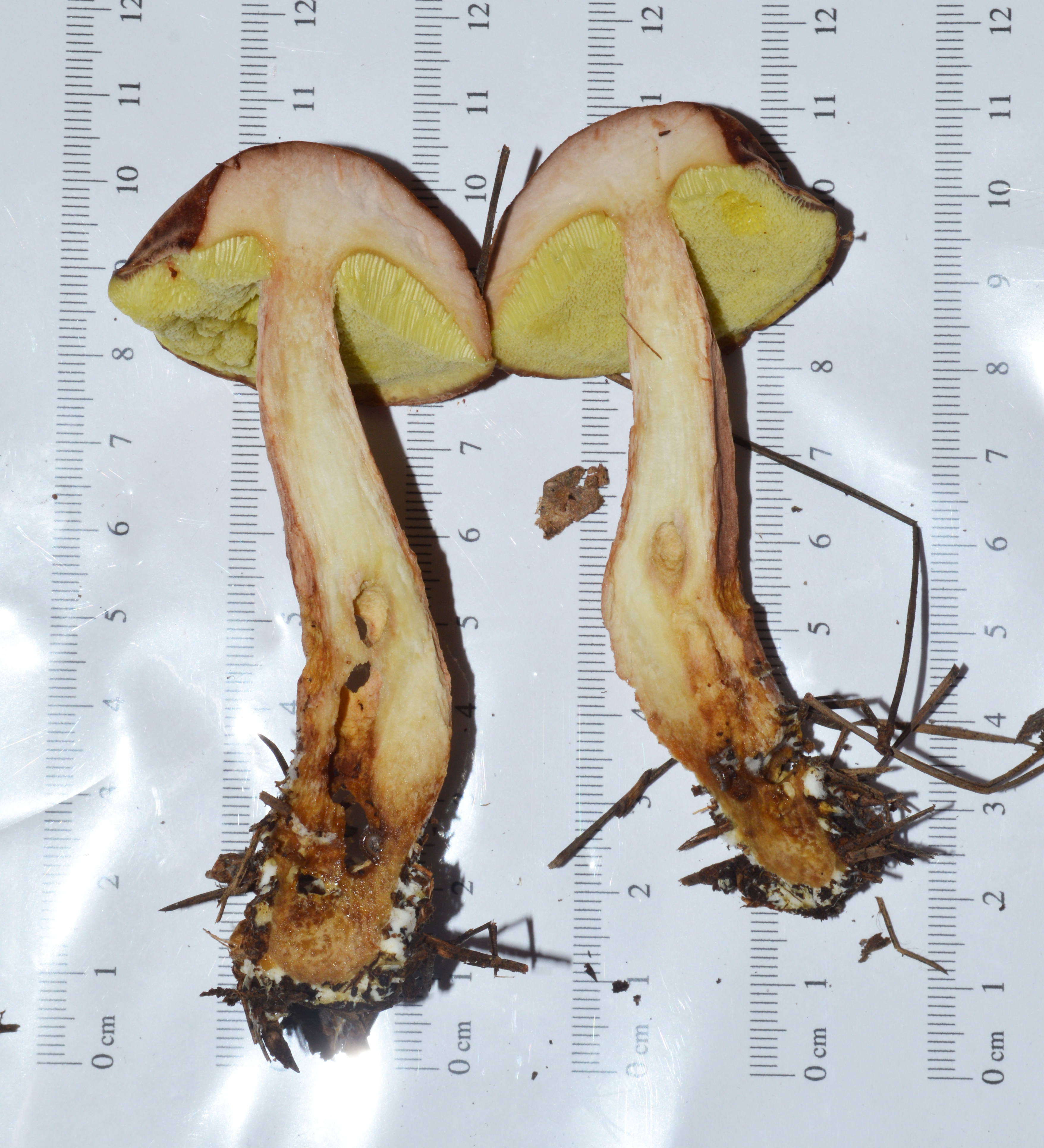 Aureoboletus projectellus | The Bolete Filter