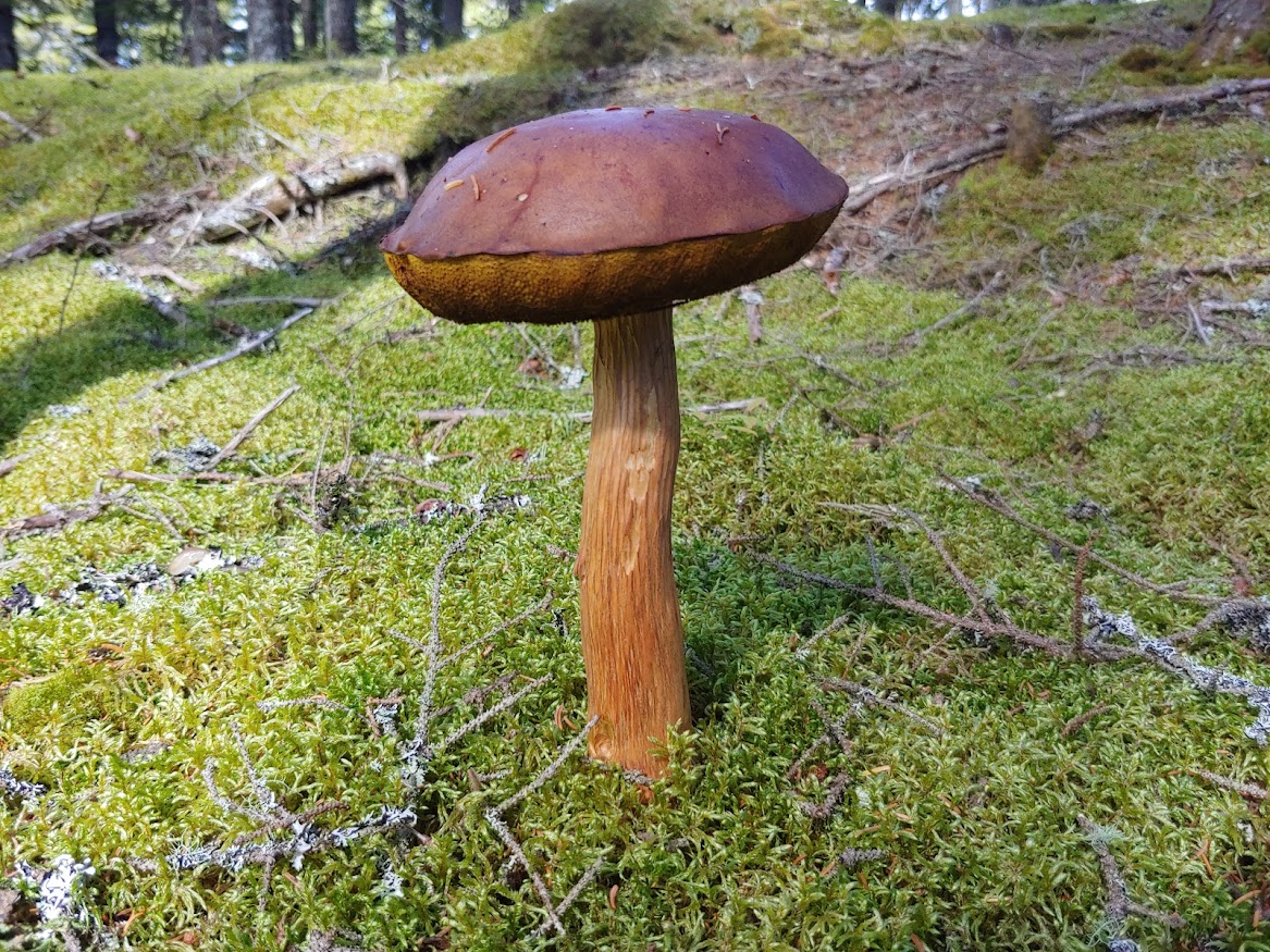 Aureoboletus projectellus | The Bolete Filter