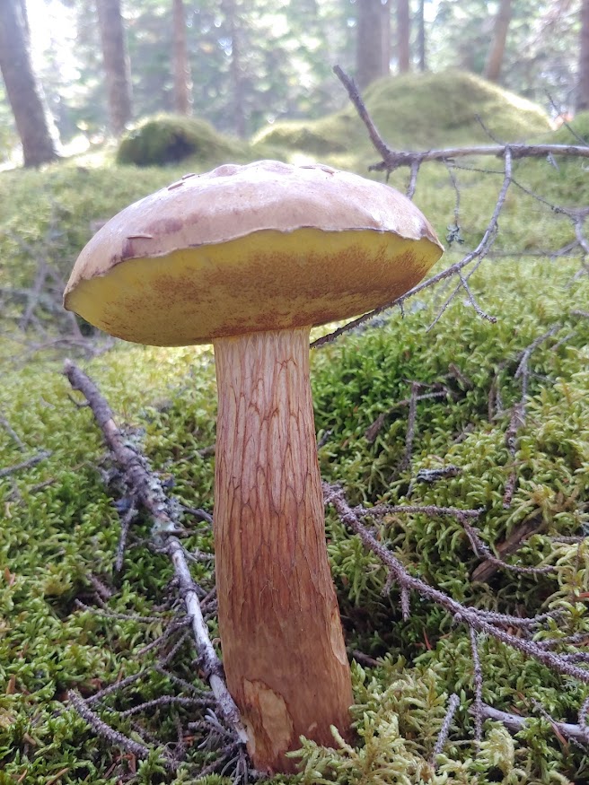Aureoboletus projectellus | The Bolete Filter