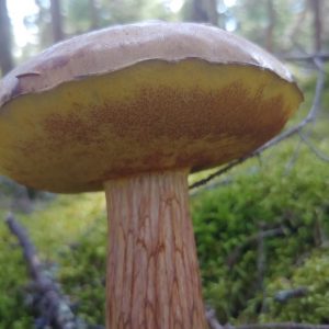 Aureoboletus projectellus | The Bolete Filter