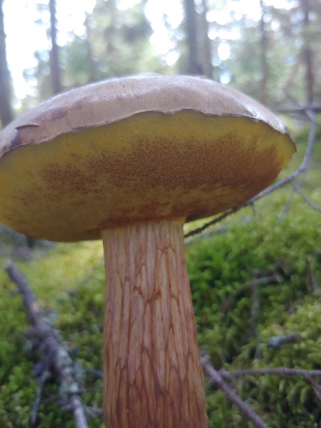 Aureoboletus projectellus | The Bolete Filter