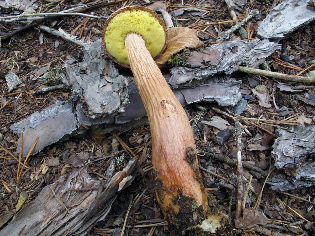 Aureoboletus projectellus | The Bolete Filter
