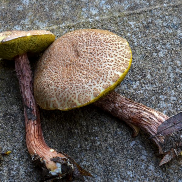 Aureoboletus russellii (“Russell’s Bolete”) | The Bolete Filter