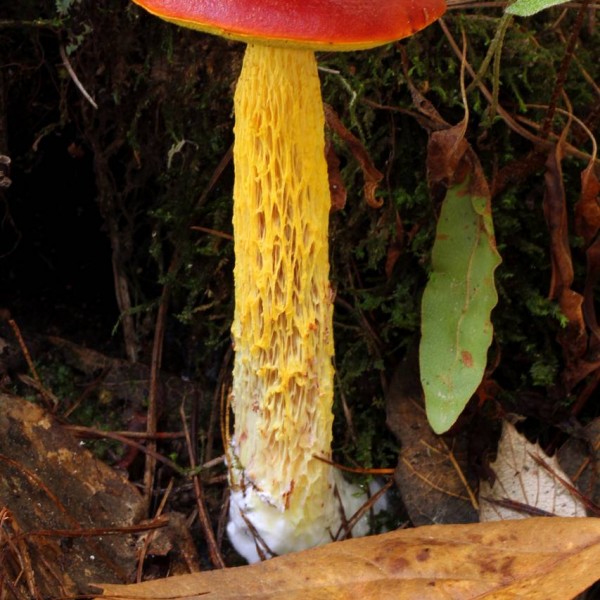Shaggy Stalked Bolete Recipe - Banana-breads.com