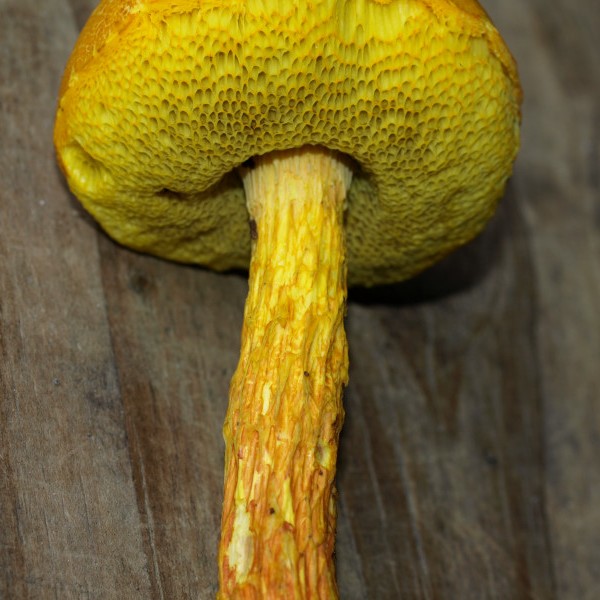 Shaggy Stalked Bolete Recipe - Banana-breads.com