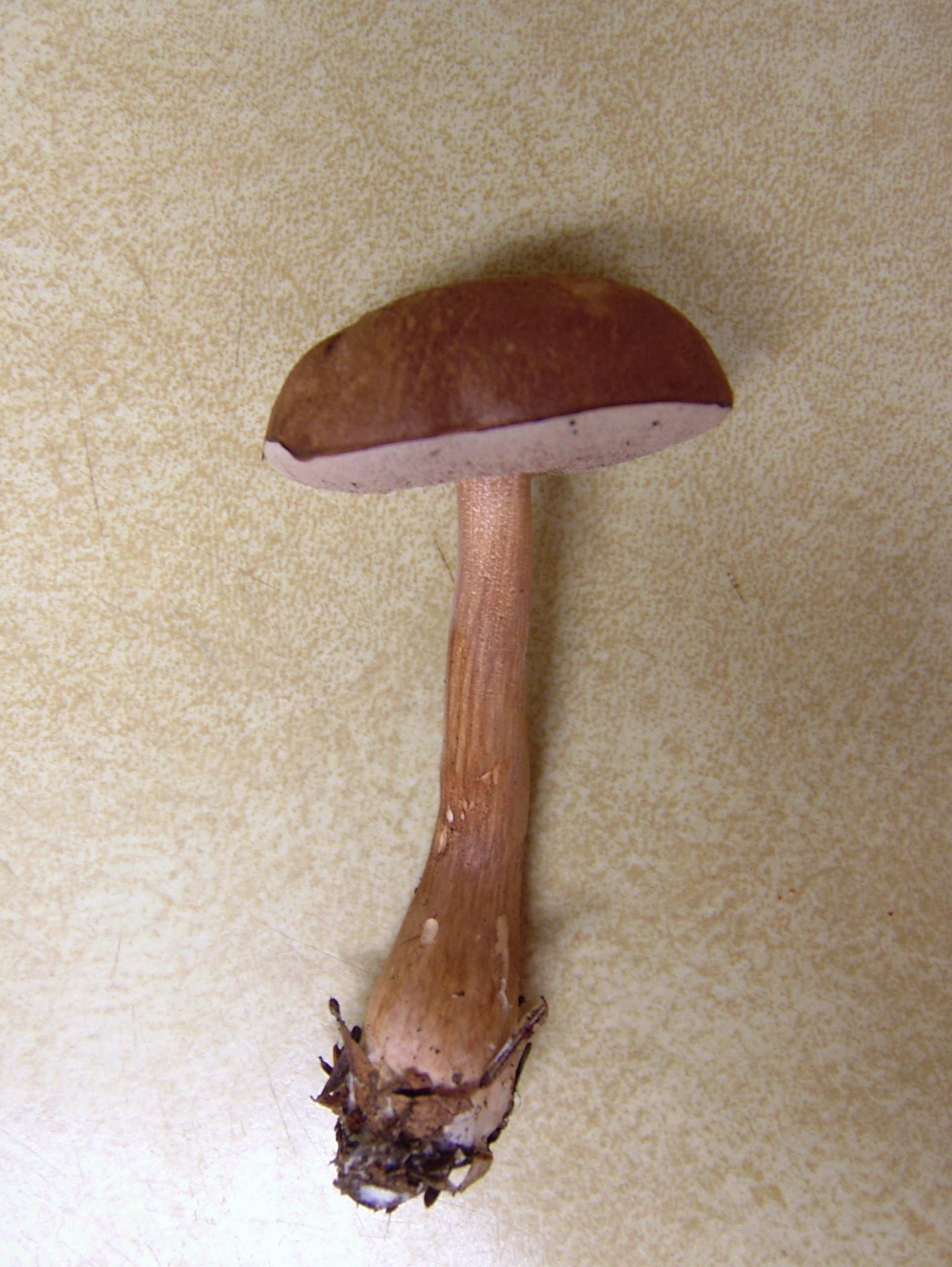 Austroboletus gracilis (“Graceful Bolete”) | The Bolete Filter