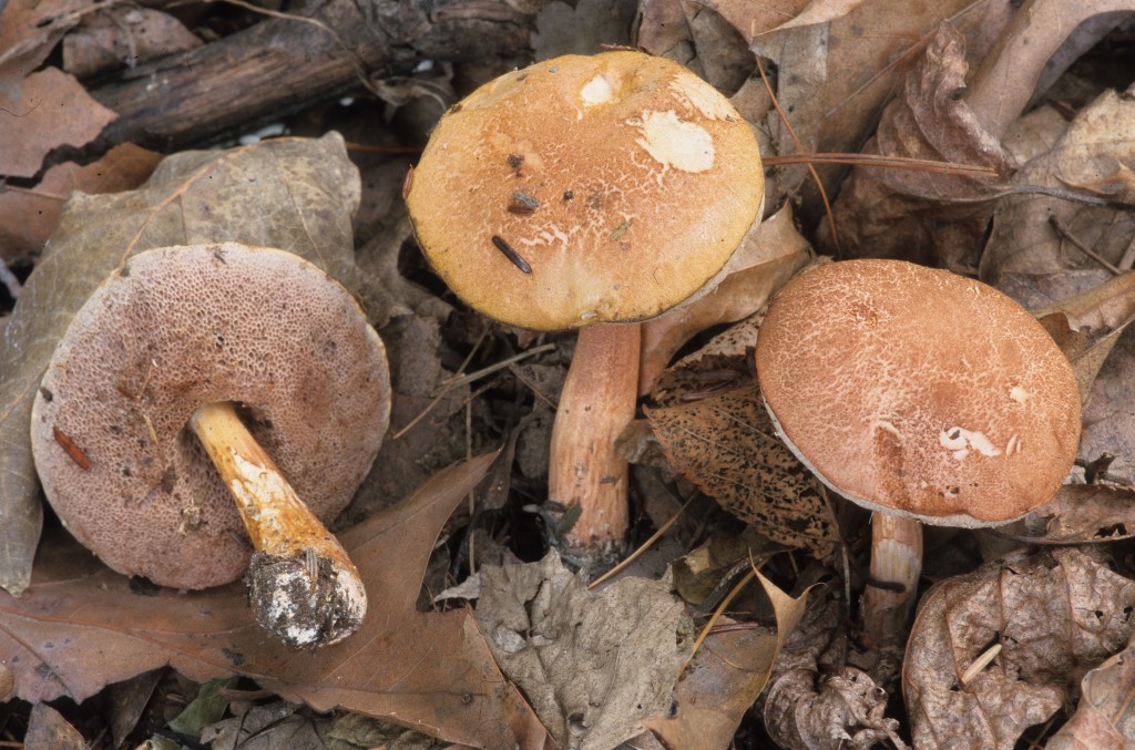 Boletes | The Bolete Filter