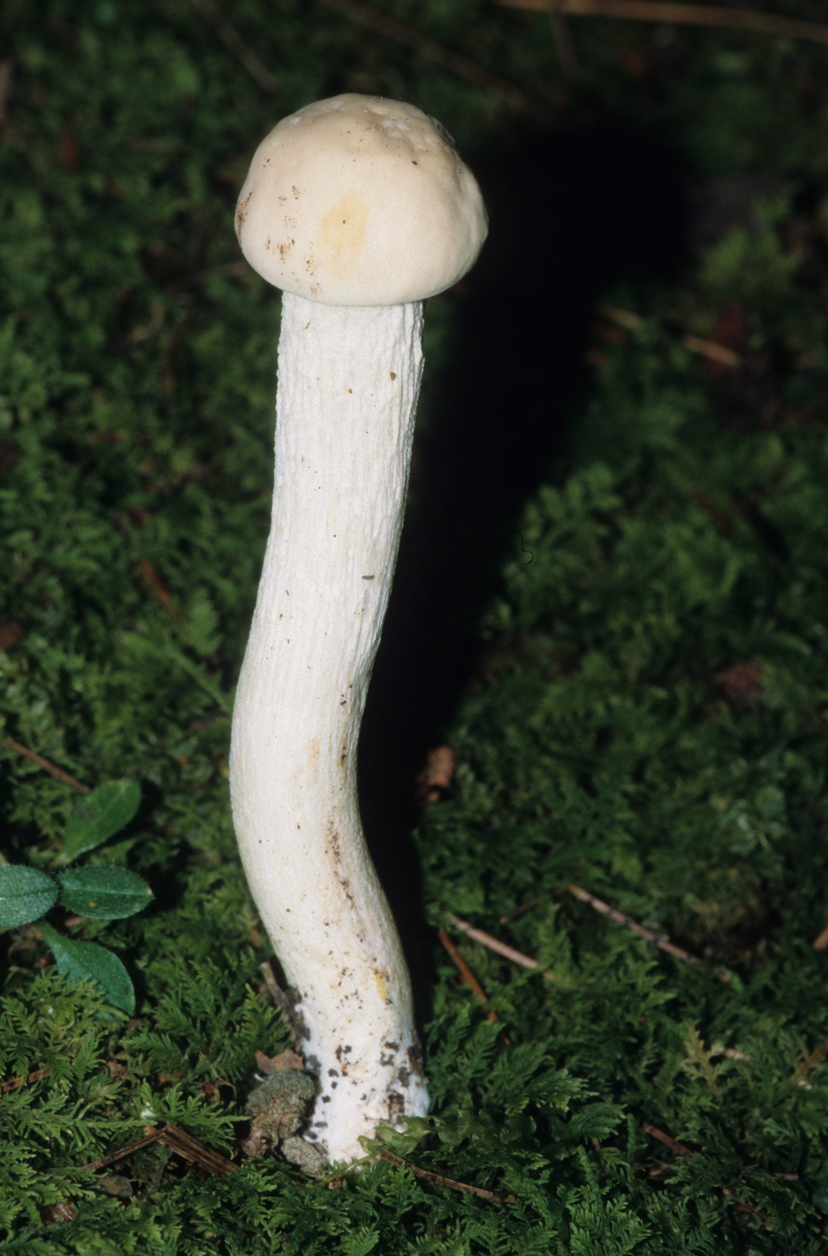 Austroboletus subflavidus | The Bolete Filter