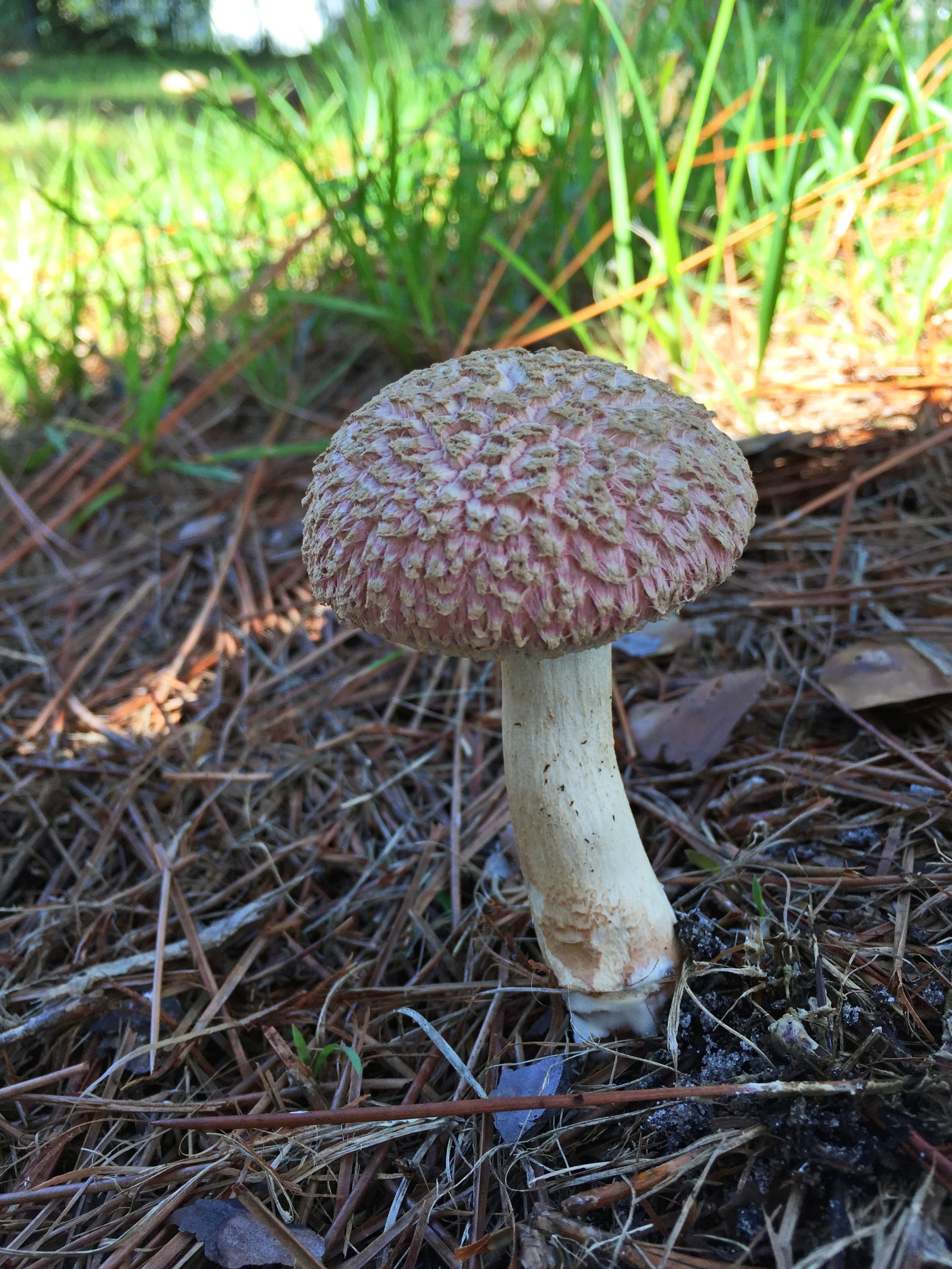 Boletellus ananas (“Pineapple Bolete”) | The Bolete Filter