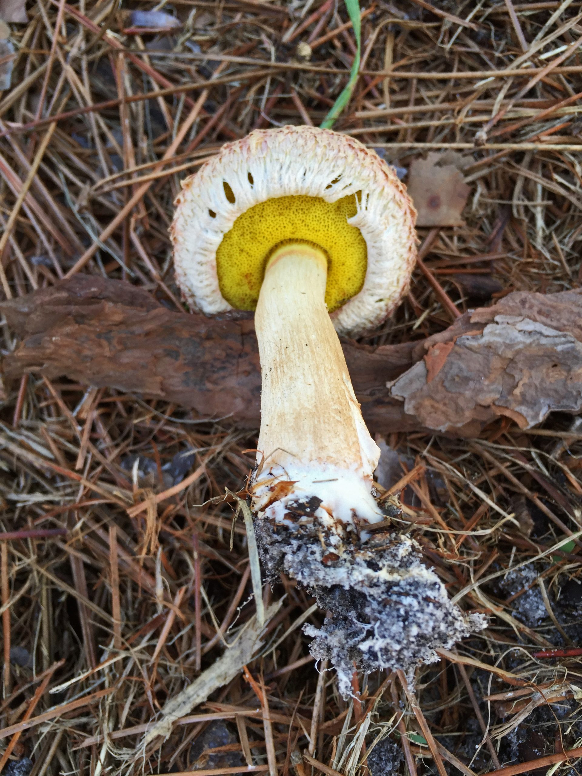 Boletellus ananas (“Pineapple Bolete”) | The Bolete Filter