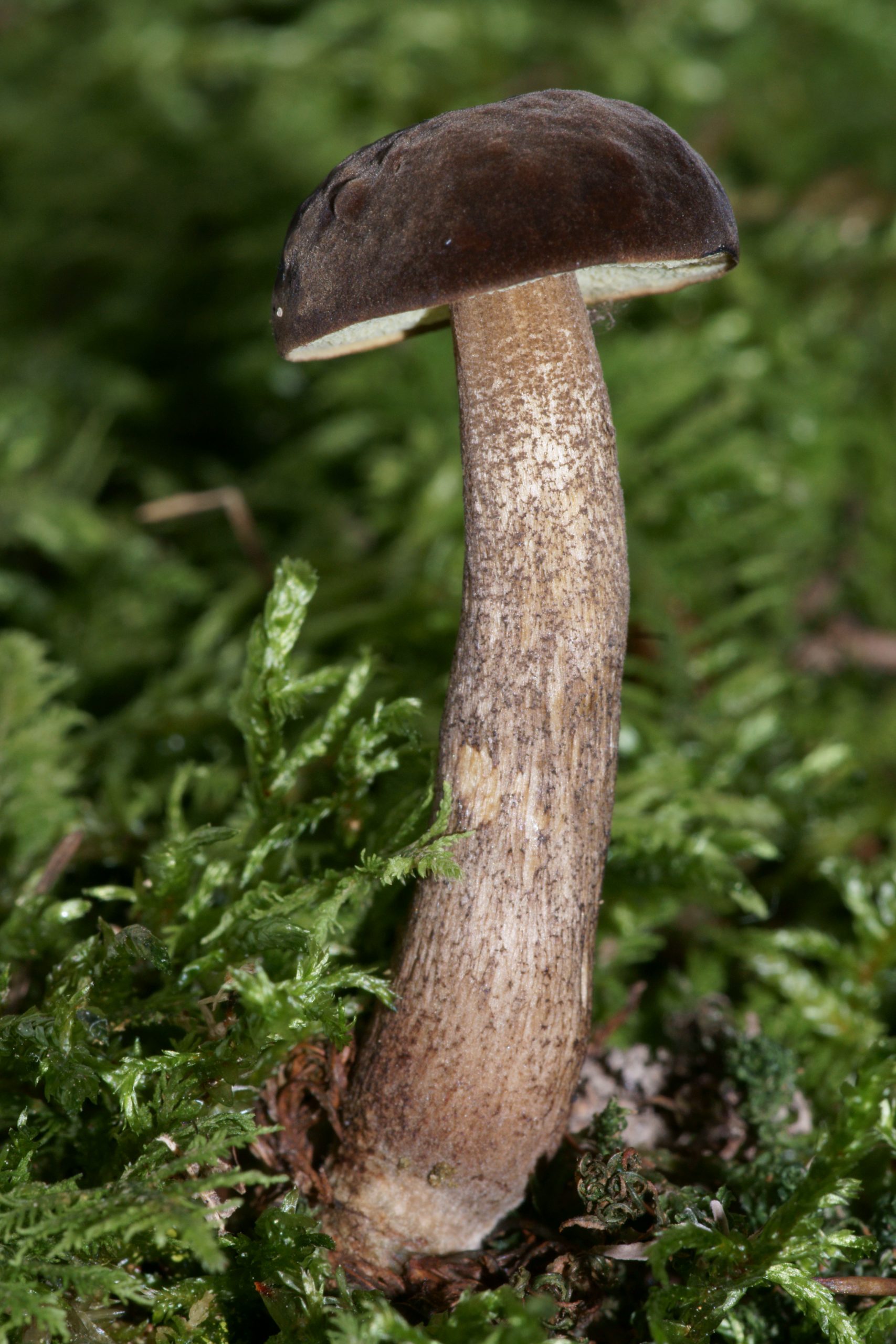 Boletellus chrysenteroides | The Bolete Filter