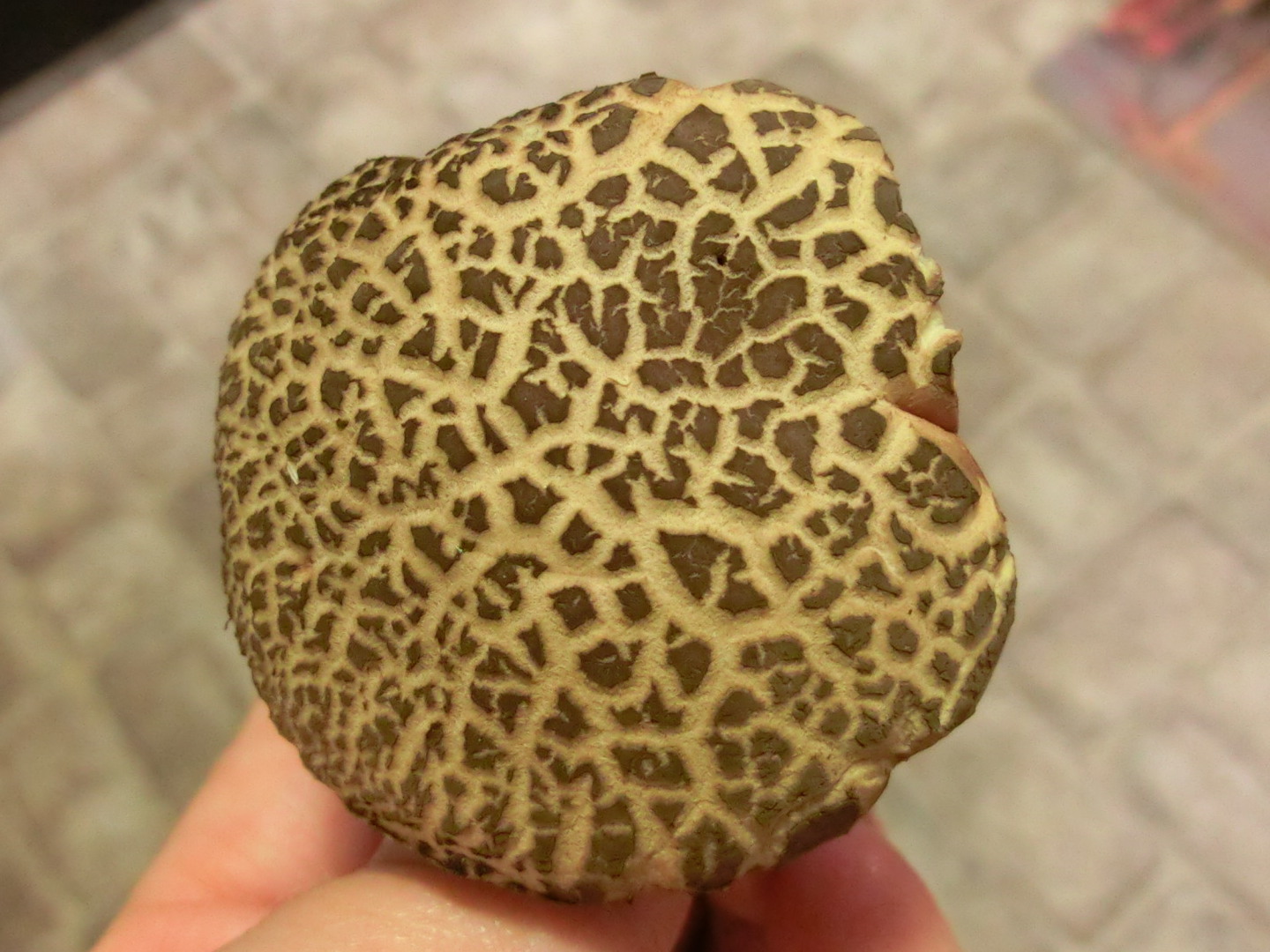 Boletellus chrysenteroides | The Bolete Filter