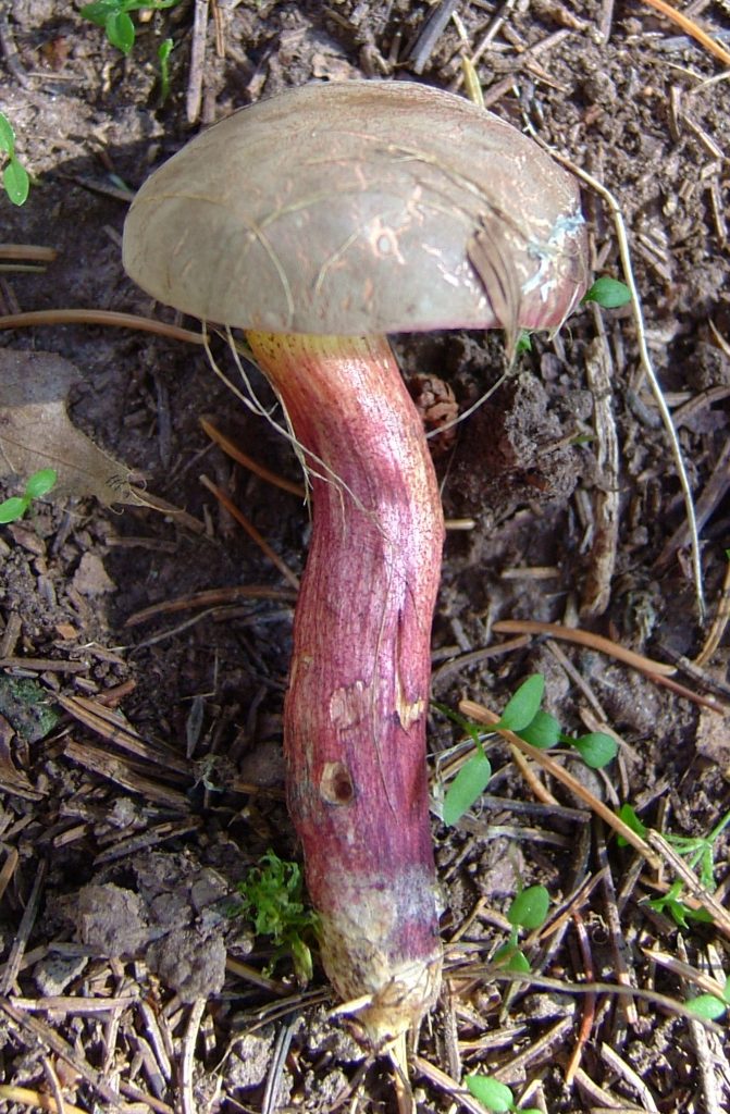 Xerocomellus intermedius | The Bolete Filter