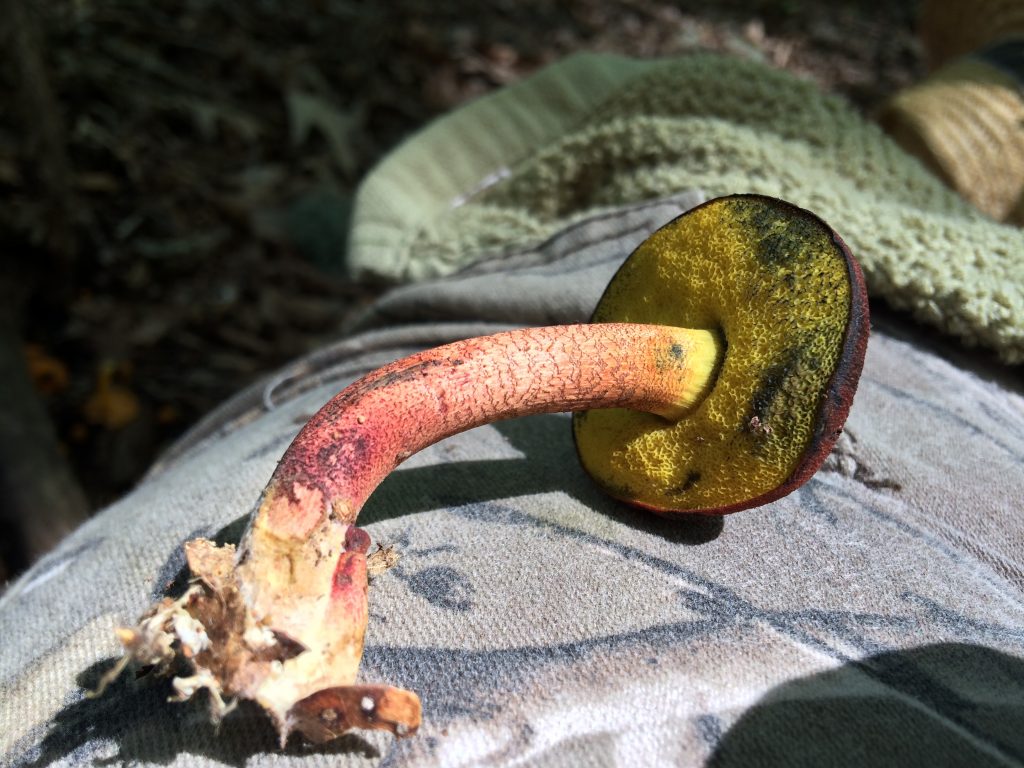 Boletellus pseudochrysenteroides | The Bolete Filter