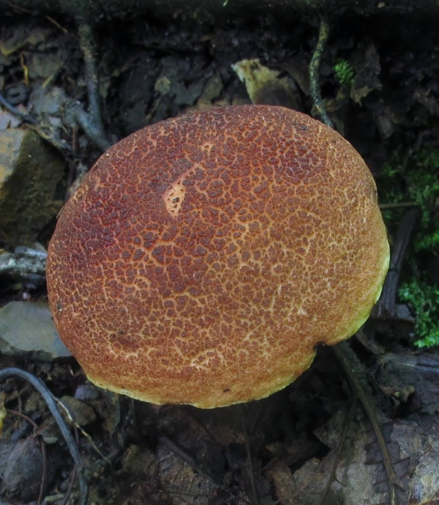 Boletellus pseudochrysenteroides | The Bolete Filter