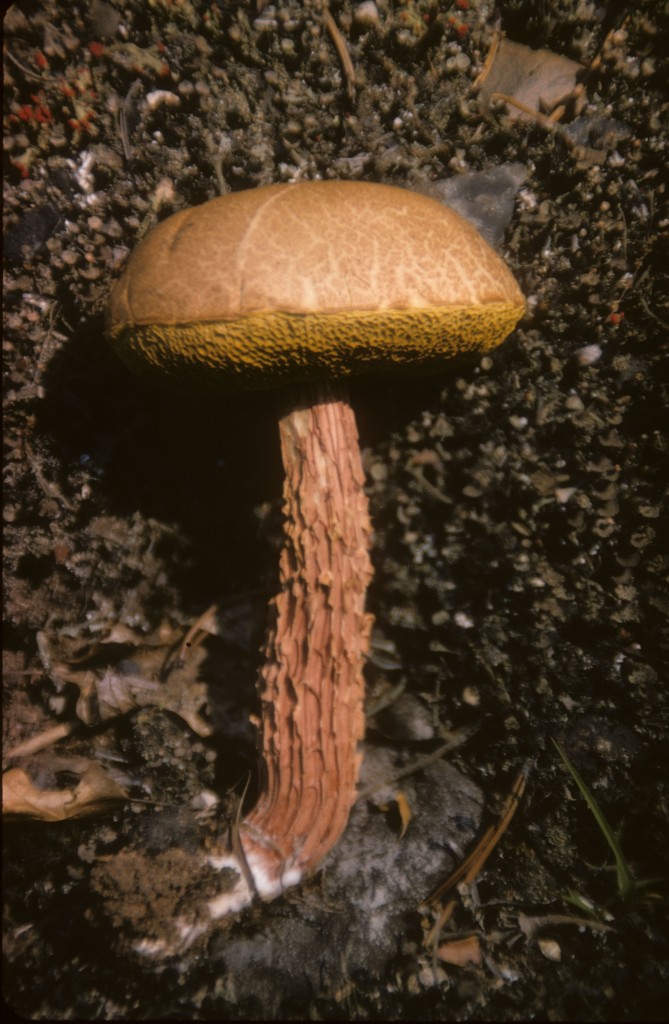 Aureoboletus russellii (“Russell’s Bolete”) | The Bolete Filter