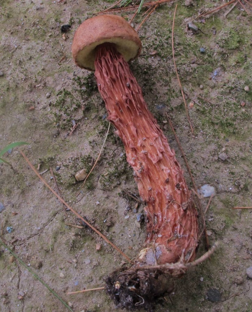 Aureoboletus russellii (“Russell’s Bolete”) | The Bolete Filter