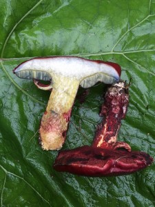 Exsudoporus frostii (“Candy Apple Bolete”) | The Bolete Filter