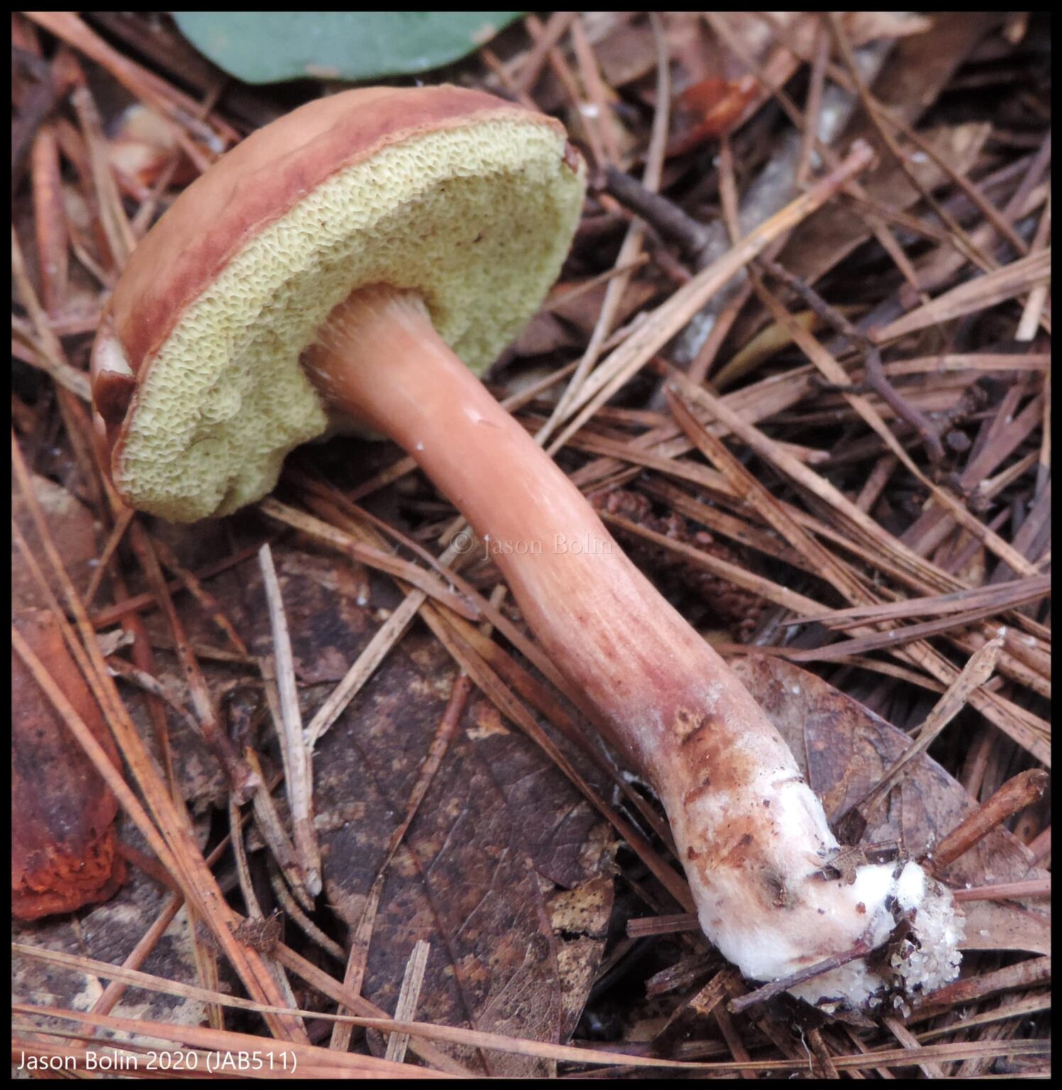 Boletus alutaceus (“Leather Colored Bolete”) | The Bolete Filter