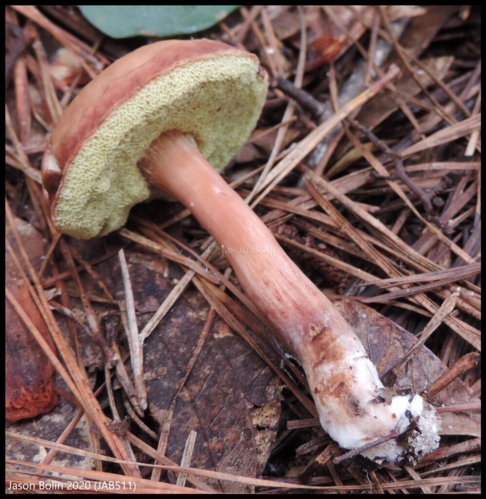 Boletus alutaceus (“Leather Colored Bolete”) | The Bolete Filter