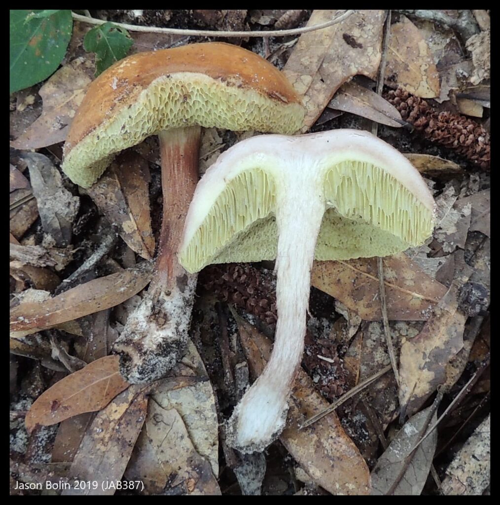 Boletus alutaceus (“Leather Colored Bolete”) | The Bolete Filter