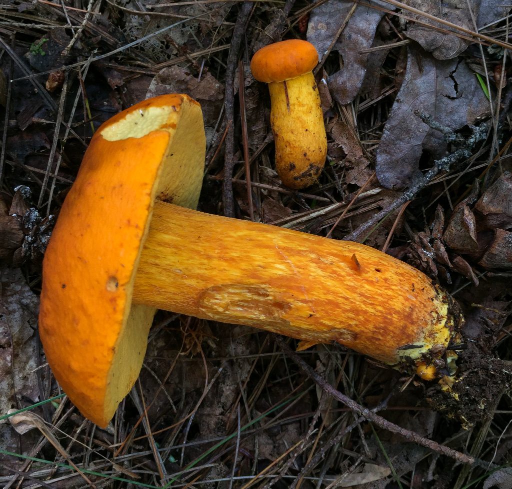 Boletus aurantiosplendens (“Showy Orange Bolete”) | The Bolete Filter