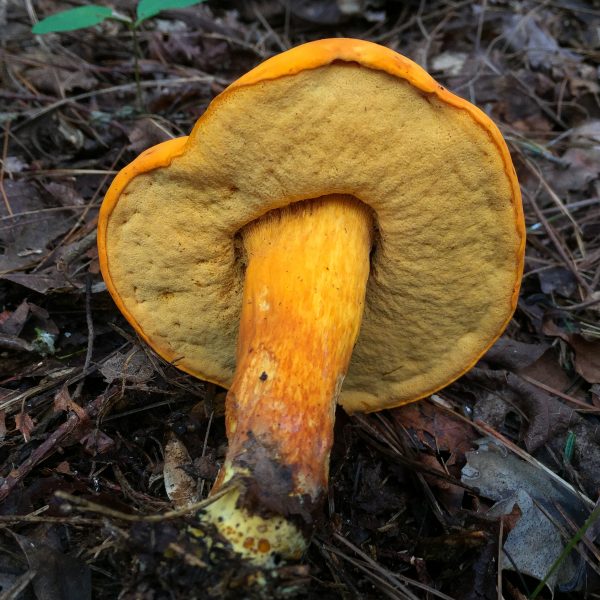 Boletus huronensis (“False King Bolete”) | The Bolete Filter