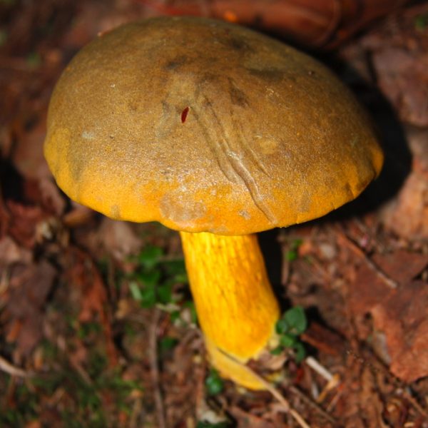 Boletus aurantiosplendens (“Showy Orange Bolete”) | The Bolete Filter