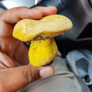 Boletus aureissimus (“Golden Yellow Bolete”) | The Bolete Filter