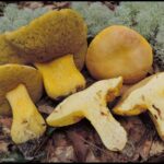 Boletus aureissimus (“Golden Yellow Bolete”) | The Bolete Filter