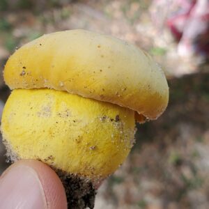Boletus aureissimus (“Golden Yellow Bolete”) | The Bolete Filter