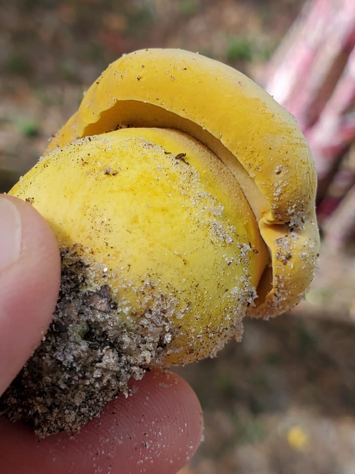 Boletus aureissimus (“Golden Yellow Bolete”) | The Bolete Filter