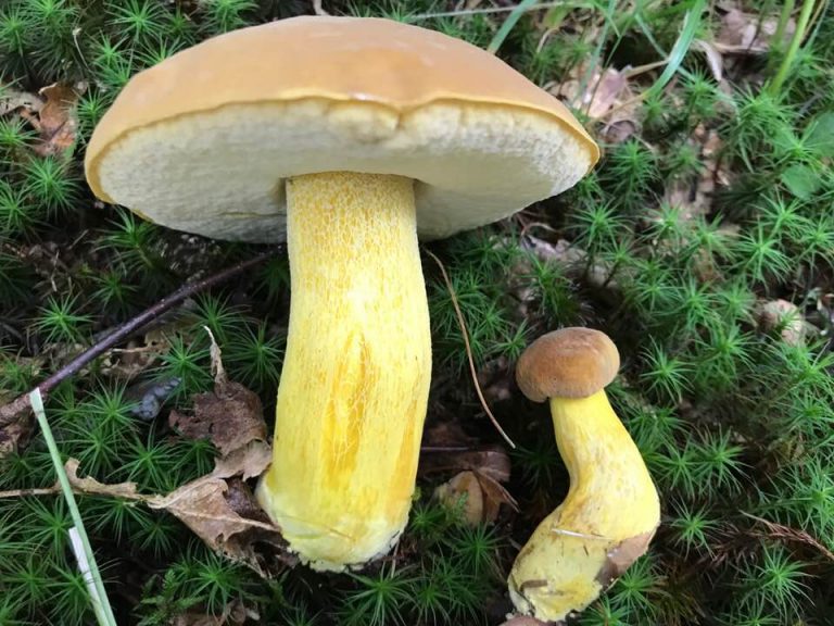 Boletus auripes (“Butter Foot Bolete”) | The Bolete Filter