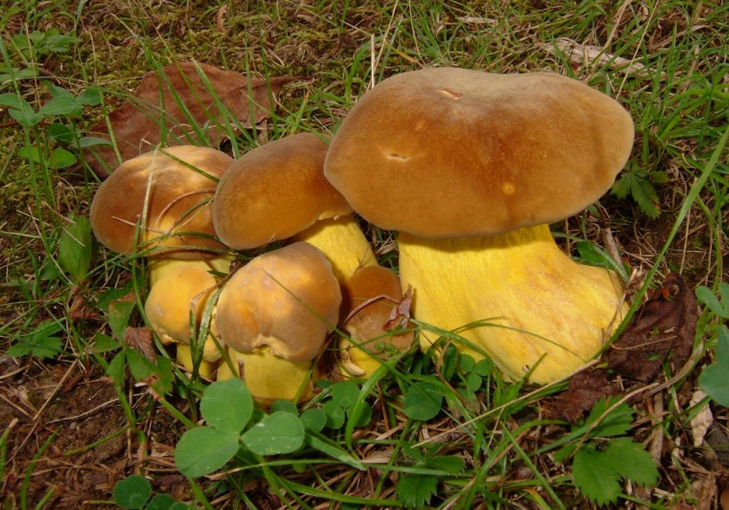 Boletus auripes (“Butter Foot Bolete”) | The Bolete Filter