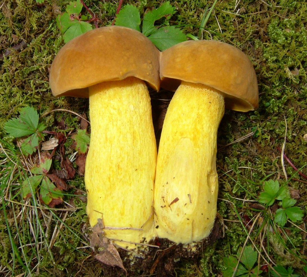 Boletus auripes (“Butter Foot Bolete”) | The Bolete Filter