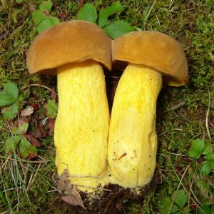 Boletus huronensis (“False King Bolete”) | The Bolete Filter