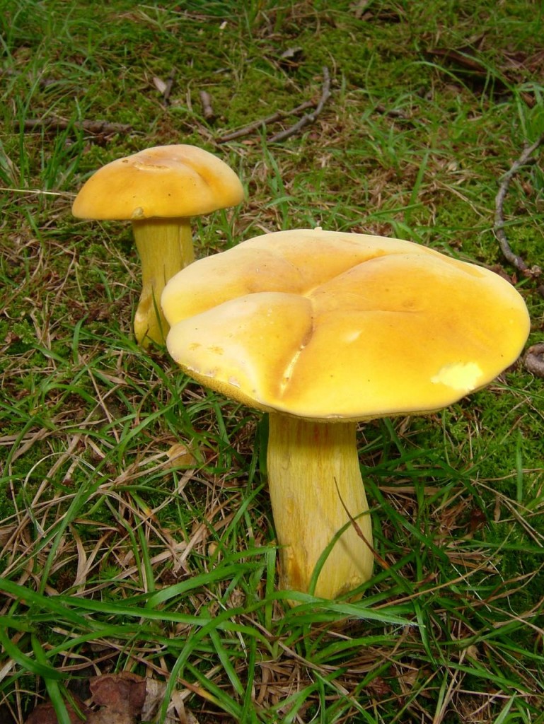 Boletus auripes (“Butter Foot Bolete”) | The Bolete Filter